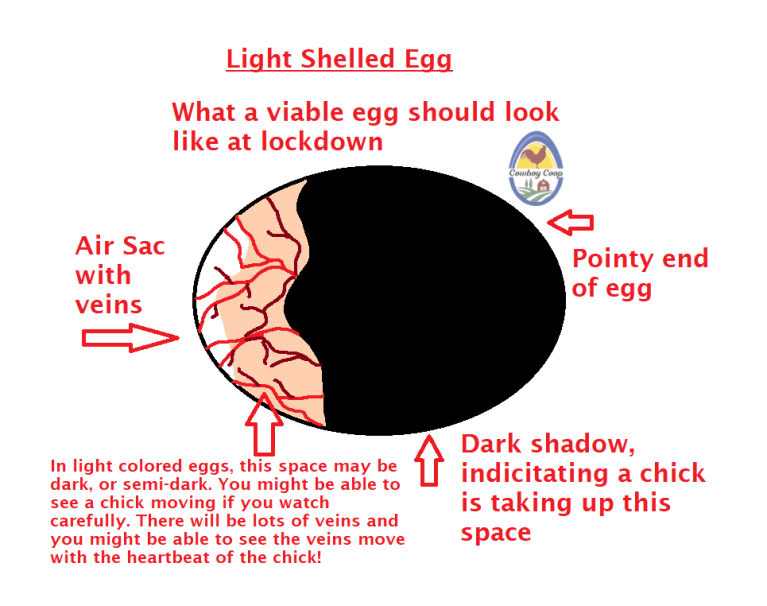 Shipped Eggs – A Hatching Guide & Instructions – Cowboy Coop 406