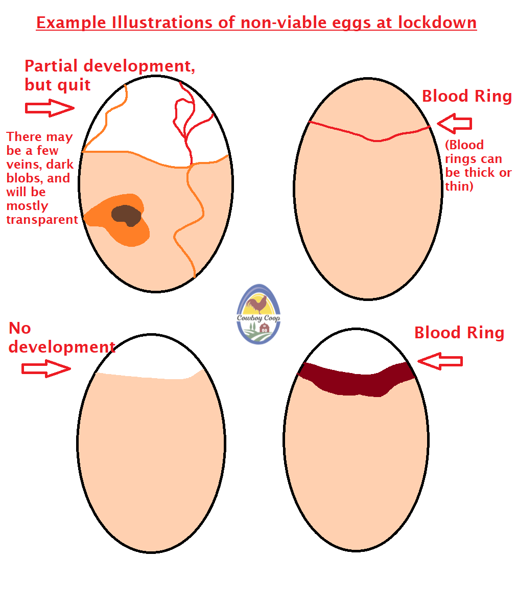 Shipped Eggs – A Hatching Guide & Instructions – Cowboy Coop 406
