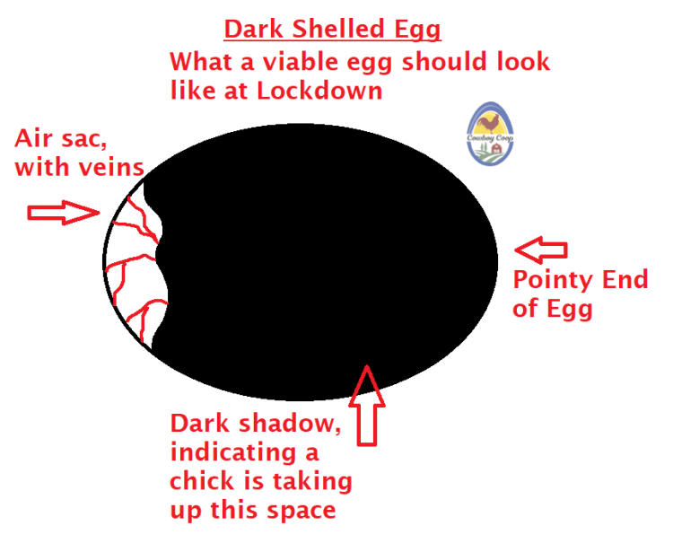 Shipped Eggs – A Hatching Guide & Instructions – Cowboy Coop 406